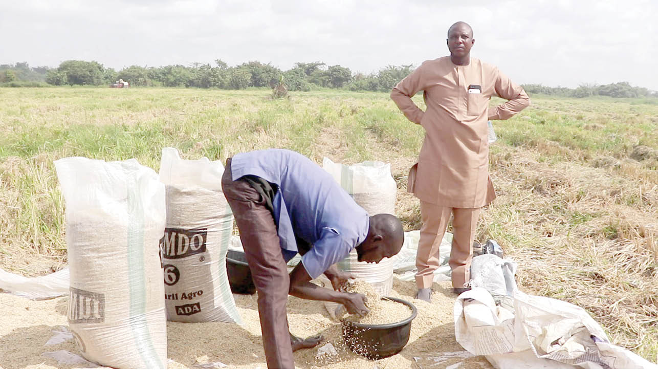 How Okada riders changed rice farming in Lagos, Ogun – The Lagos Magazine